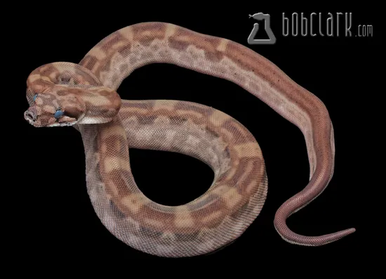 Aztec Hypo Motley Het Sharp Albino Boa Constrictor by Bob Clark Reptiles