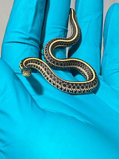 Possible Triple Het T.radix Garter Snake by K&S Garter Snakes, LLC