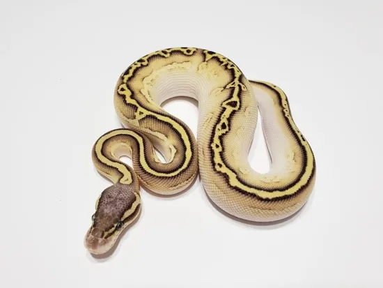 Pastel Lesser Od Super Bongo Ball Python by Bobs Balls