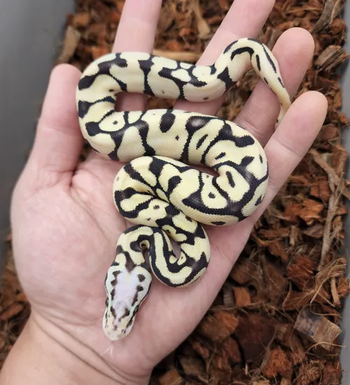 Od Enchi Spotnose Firefly Het Dg 66%ph Clown Ball Python by Bobs Balls
