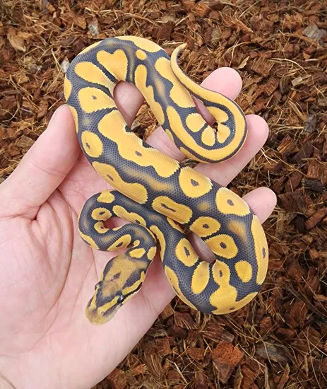 Super Od Hypo Ball Python by Bobs Balls