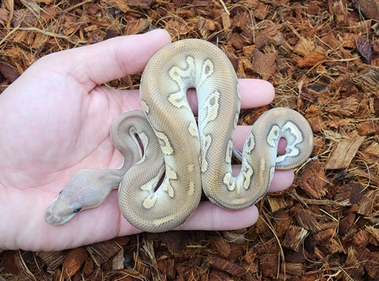 Cypress Cinnamon Mojave Clown Ball Python by Bobs Balls