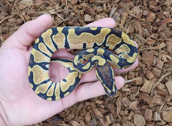 Enchi Dh Dg Sunset Ball Python by Bobs Balls