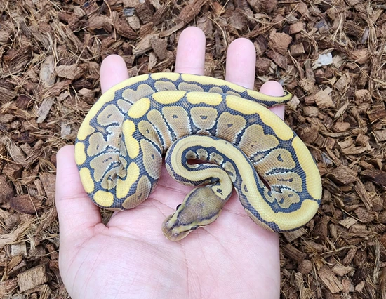 Hgw Hypo Het Puzzle Ball Python by Bobs Balls