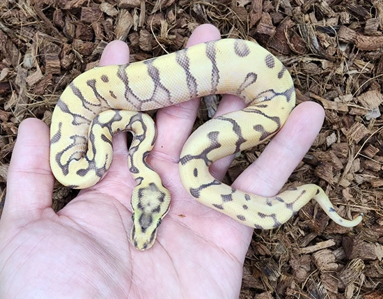 Pastel Super Enchi Hgw Yb Hypo Het Pied Ball Python by Bobs Balls
