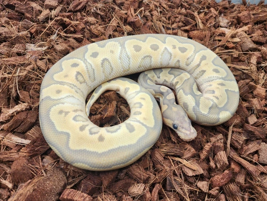 Hypo Mojave Clown Ball Python by Bobs Balls