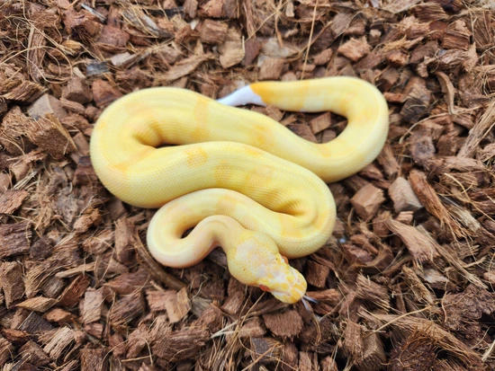 Od Super Enchi Yb Albino Pied Ph Dg Ball Python by Bobs Balls