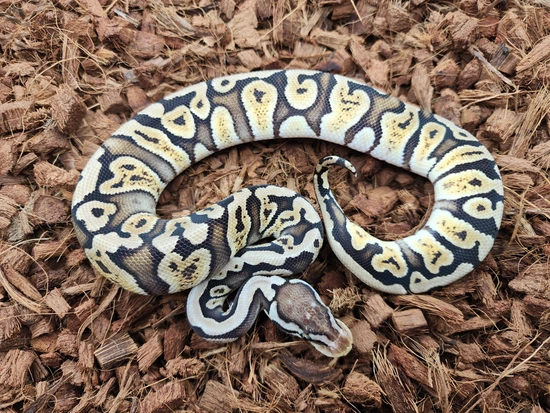 Pastel Ghi Triple Het Dg Pied Vpi Axanthic Ball Python by Bobs Balls