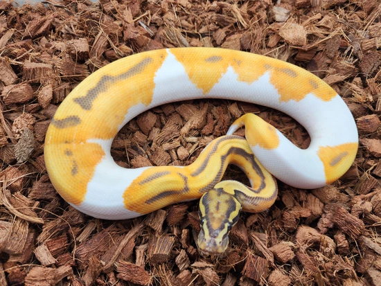 Od Enchi Hypo Pied Ball Python by Bobs Balls