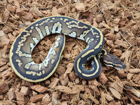 Vudoo Mojave Leopard Ball Python by Bobs Balls