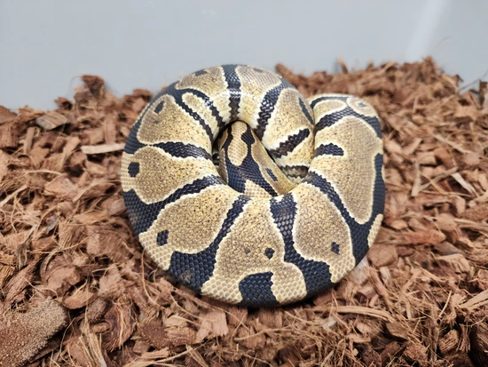 Dh Sunset Puzzle Ball Python by Bobs Balls