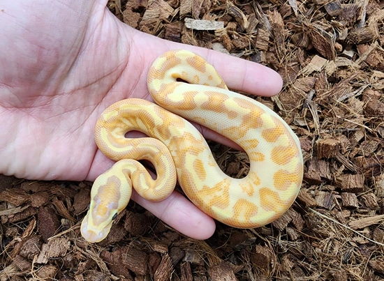 Enchi Banana Freeway Ball Python by Bobs Balls