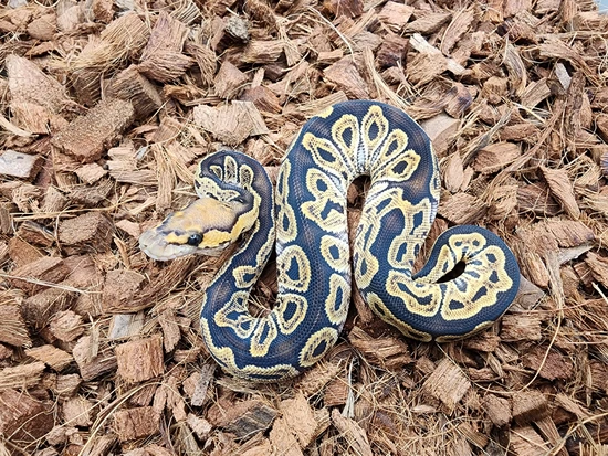 Mario Ghi Clown Ball Python by Bobs Balls
