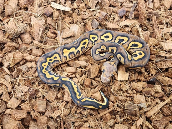 Black Pastel Yb Hydra Clown Ball Python by Bobs Balls