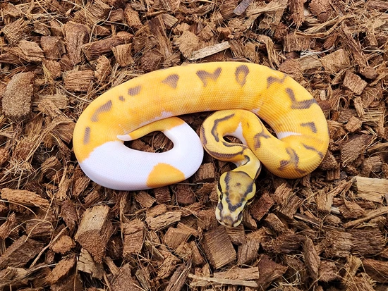 Od Enchi Scrambler Hypo Pied Ball Python by Bobs Balls
