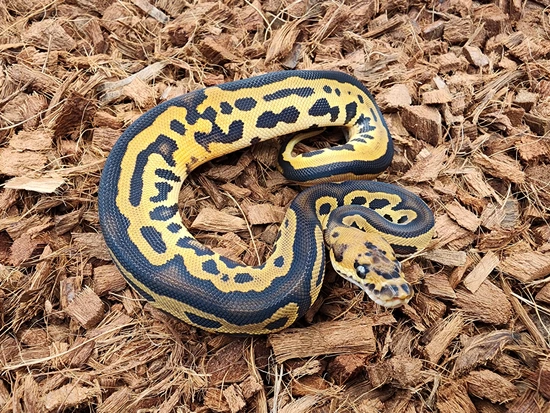 Leopard Hurricane Clown Het Pied Ball Python by Bobs Balls