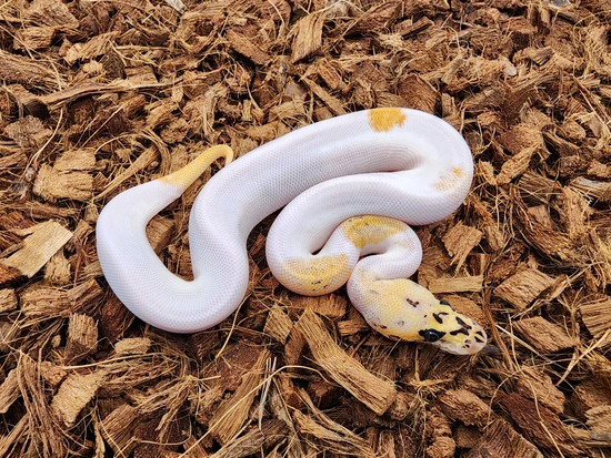 Firefly Leopard Yb Clown Pied Ball Python by Bobs Balls