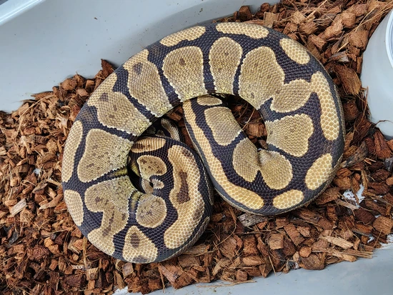 Het Sunset Ball Python by Bobs Balls