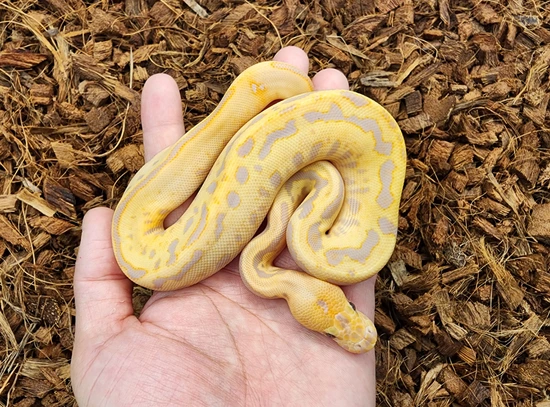 Od Confusion Batman Banana Ball Python by Bobs Balls