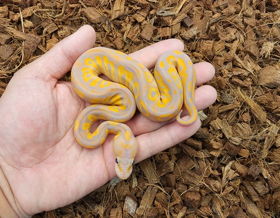 Black Pastel Banana Hydra Clown Ball Python by Bobs Balls