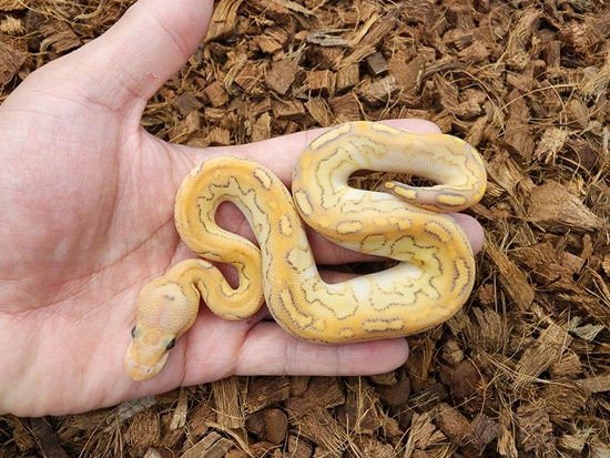 Lesser Banana Hydra Clown Ball Python by Bobs Balls