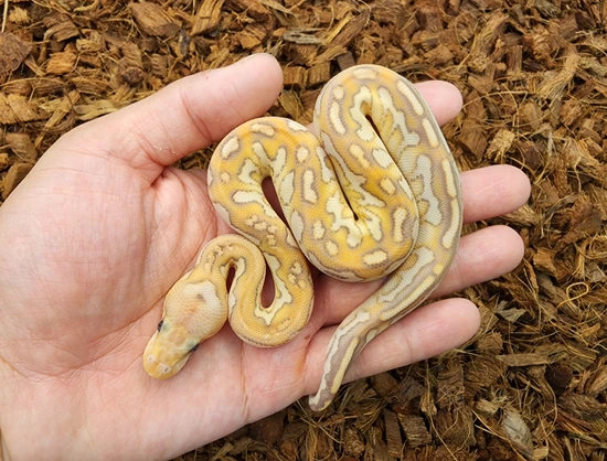 Black Pastel Lesser Banana Hydra Clown Ball Python by Bobs Balls