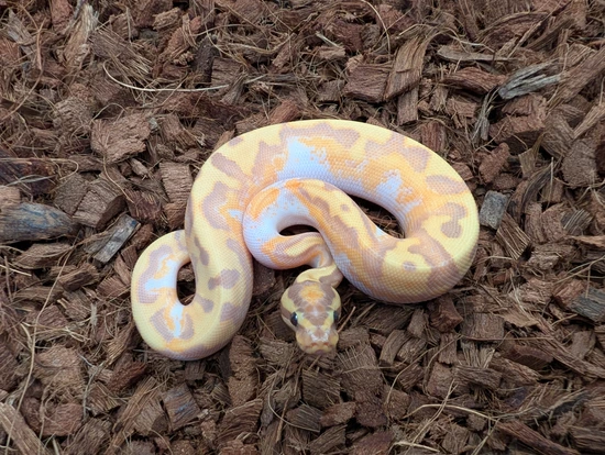 Od Enchi Yb Banana Pied Ball Python by Bobs Balls