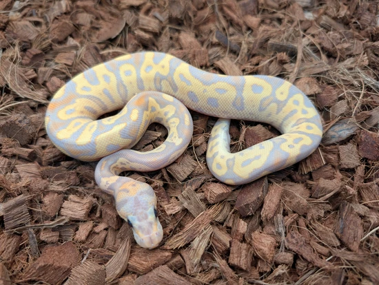 Confusion Banana Clown Ball Python by Bobs Balls