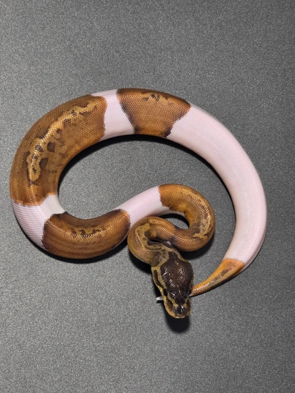 Sunset Pied Ball Python by Brian Bode Reptiles