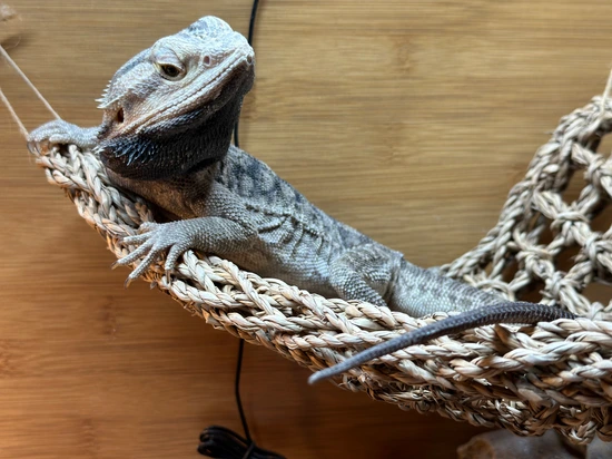 Voldemort Central Bearded Dragon by The Dragonry