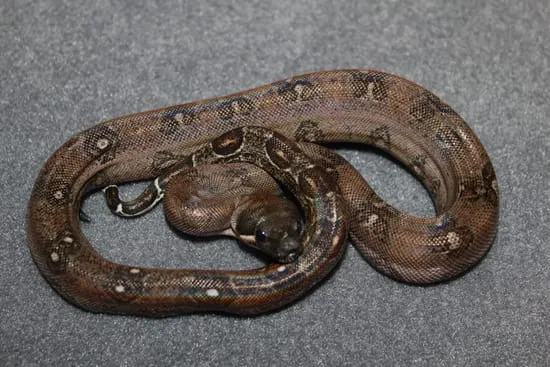 Onyx Leopard Het. Honduran T+ Boa Constrictor by Boidenzucht Wolfgang ...