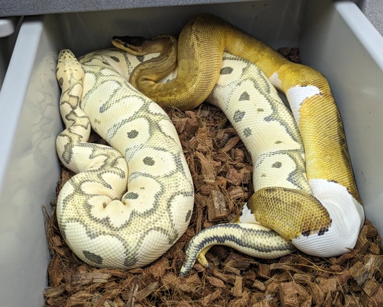 Sunset Pied - Proven Breeder Ball Python by Bomb City Balls