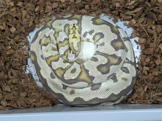 Spotnose Fire Clown - Proven Breeder Ball Python by Bomb City Balls