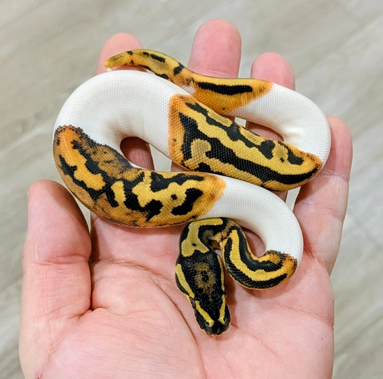 Pied Het Sunset Ball Python by Bomb City Balls