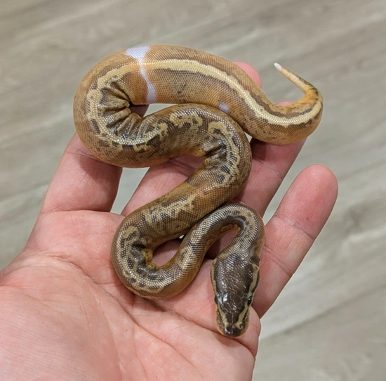 Sunset Pied Het Desert Ghost Ball Python by Bomb City Balls
