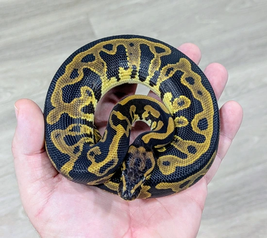 1.2 Sunset Ultramel Clown Pied Project Ball Python by Bomb City Balls
