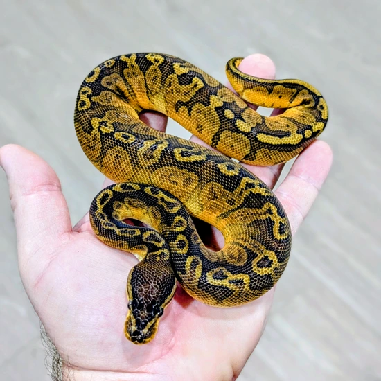 Sunset Het Pied Ball Python by Bomb City Balls