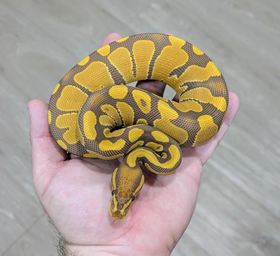 Ultramel Het Sunset Ball Python by Bomb City Balls