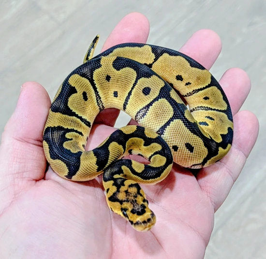 Clown DH Sunset Ultramel Ball Python by Bomb City Balls