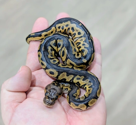 Black Pastel Spotnose Clown Ball Python by Bomb City Balls