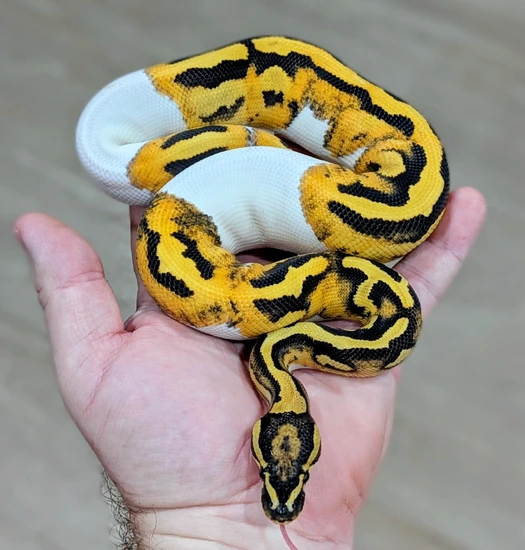 Desert Ghost Pied Het Sunset Ball Python by Bomb City Balls
