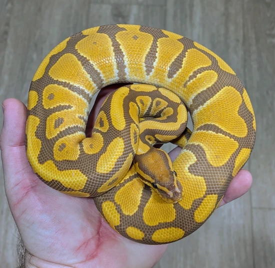 Ultramel TH Sunset Clown Pied Ball Python by Bomb City Balls