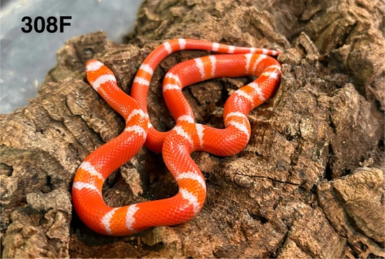 2025 Mega Line Albino Tangerine Honduran Milk Snake by Bomber Exotics