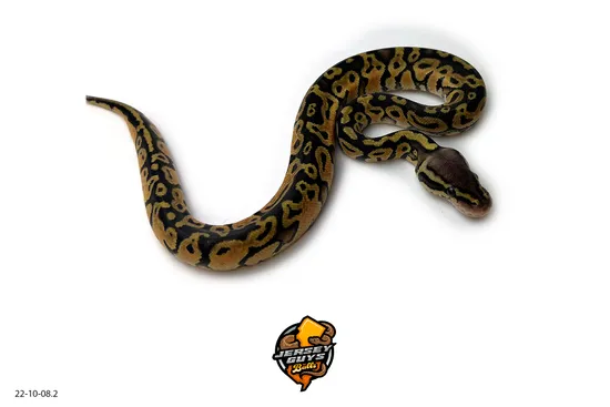 Pastel DH Monsoon Sunset Ball Python by Jersey Guys Balls