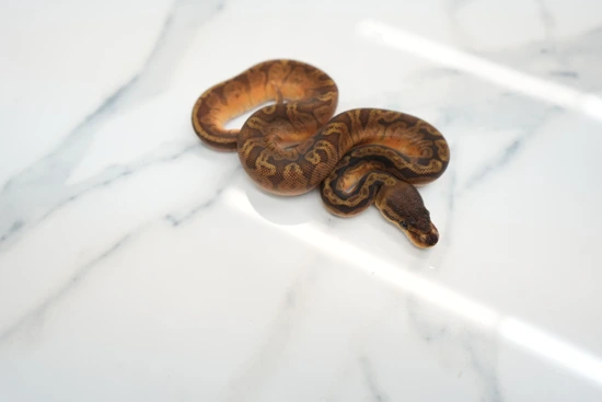 Sunset 50% Het Monsoon Ball Python by Jersey Guys Balls