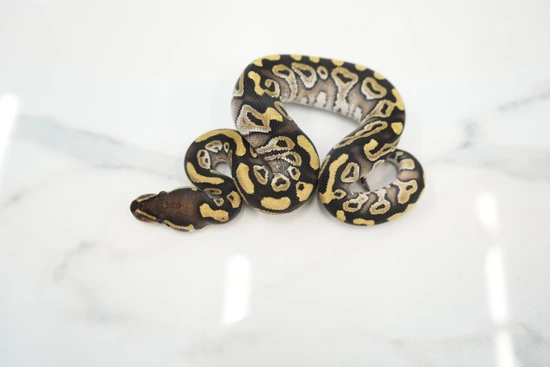 Mojave Het Clown Het Monsoon Ball Python by Jersey Guys Balls