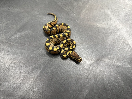 Het Monsoon Het Sunset Ball Python by Jersey Guys Balls