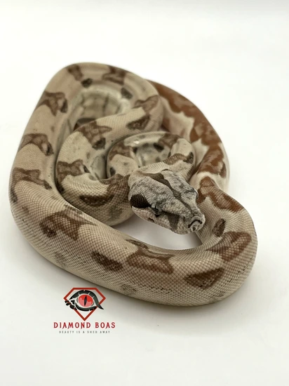 Jungle Hypo Het Moonglow Boa Constrictor by Diamond Boas