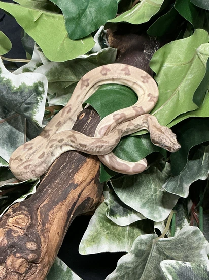 Ghost Het Moonglow Boa Constrictor by Diamond Boas