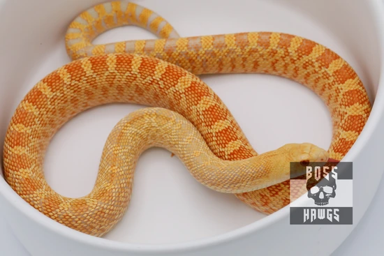 Trumbower Hypo Albino Bullsnake by BOSS HAWGS